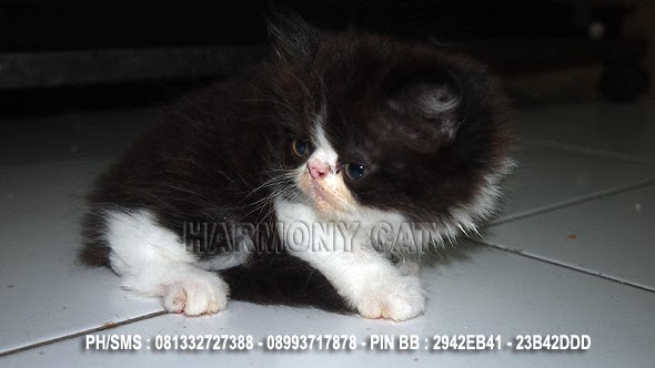 Hamster Dan Kucing Persia Murah Surabaya: KUCING PESEK PEAKNOSE PIGNOSE ...
