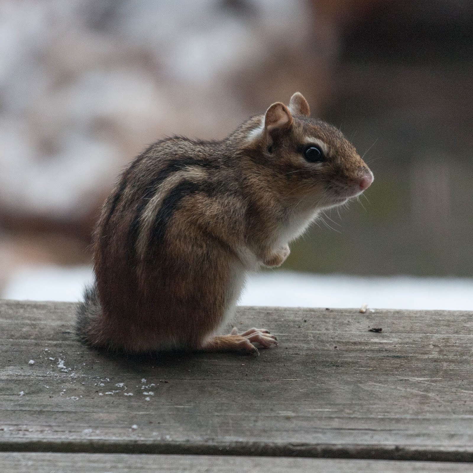 Champlain Islands' Nature: Chipmunk, Red Squirrel and White-tailed Deer