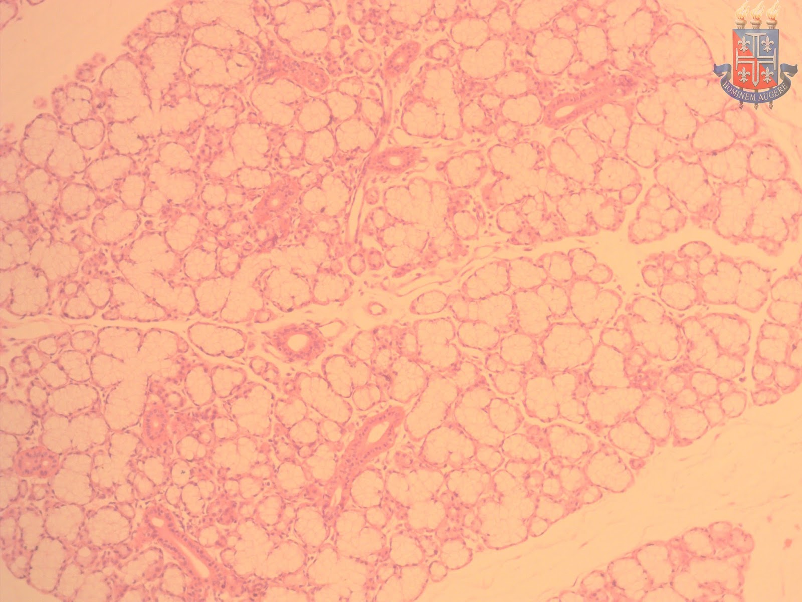 Atlas virtual de histologia e patologia: Glândula Sublingual