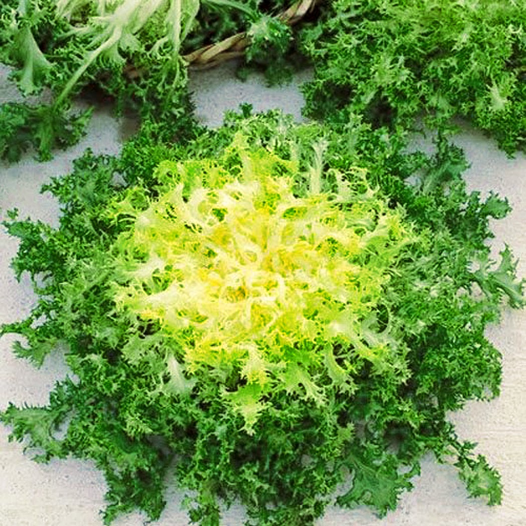 Frisee Lettuce