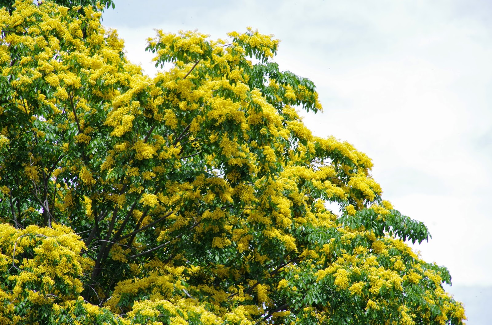 Trees and Plants: Angsana