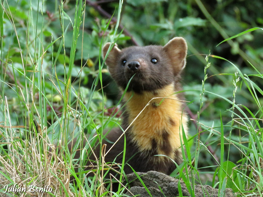 Pajareando por Cantabria: ¡UNA MARTA en el comedero!