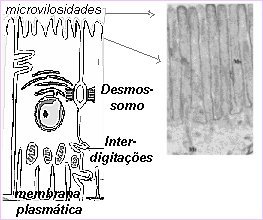 Mundo Descobrir: Membrana Plásmatica