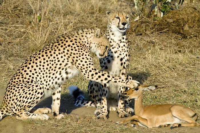 BELGESELFAN : Belgesel Resimleri