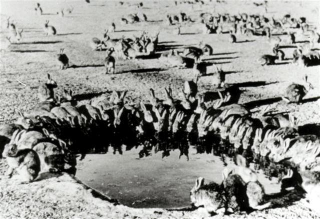 Dust Bowl Echoes: "BIG RABBIT DRIVE THIS WEEKEND -BRING CLUBS"