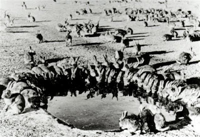 Dust Bowl Echoes: "BIG RABBIT DRIVE THIS WEEKEND -BRING CLUBS"