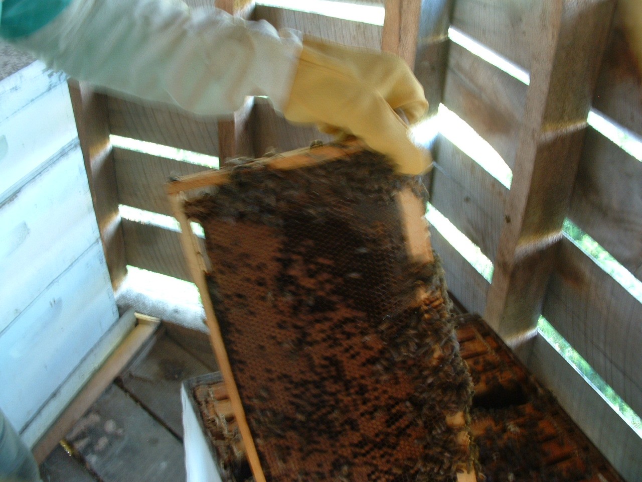 Ohio Microfarm: The Bee Barn - A European style apiary