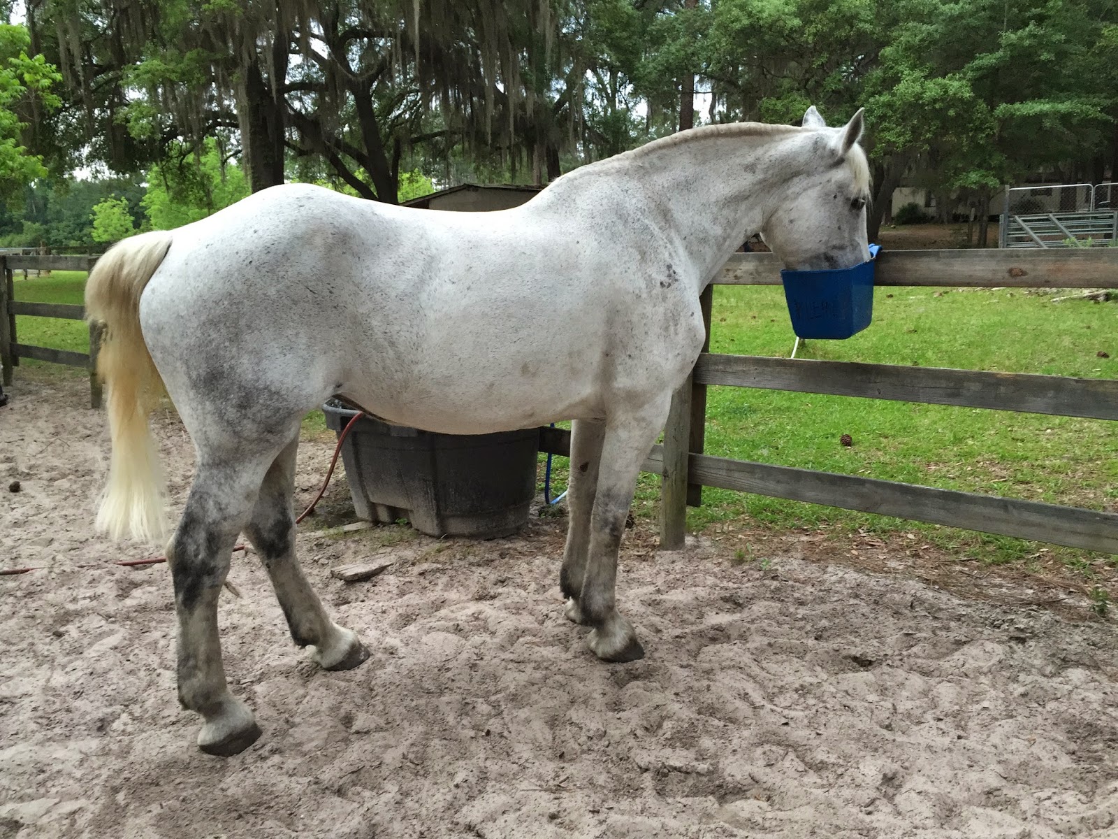 Grey Percheron Cross