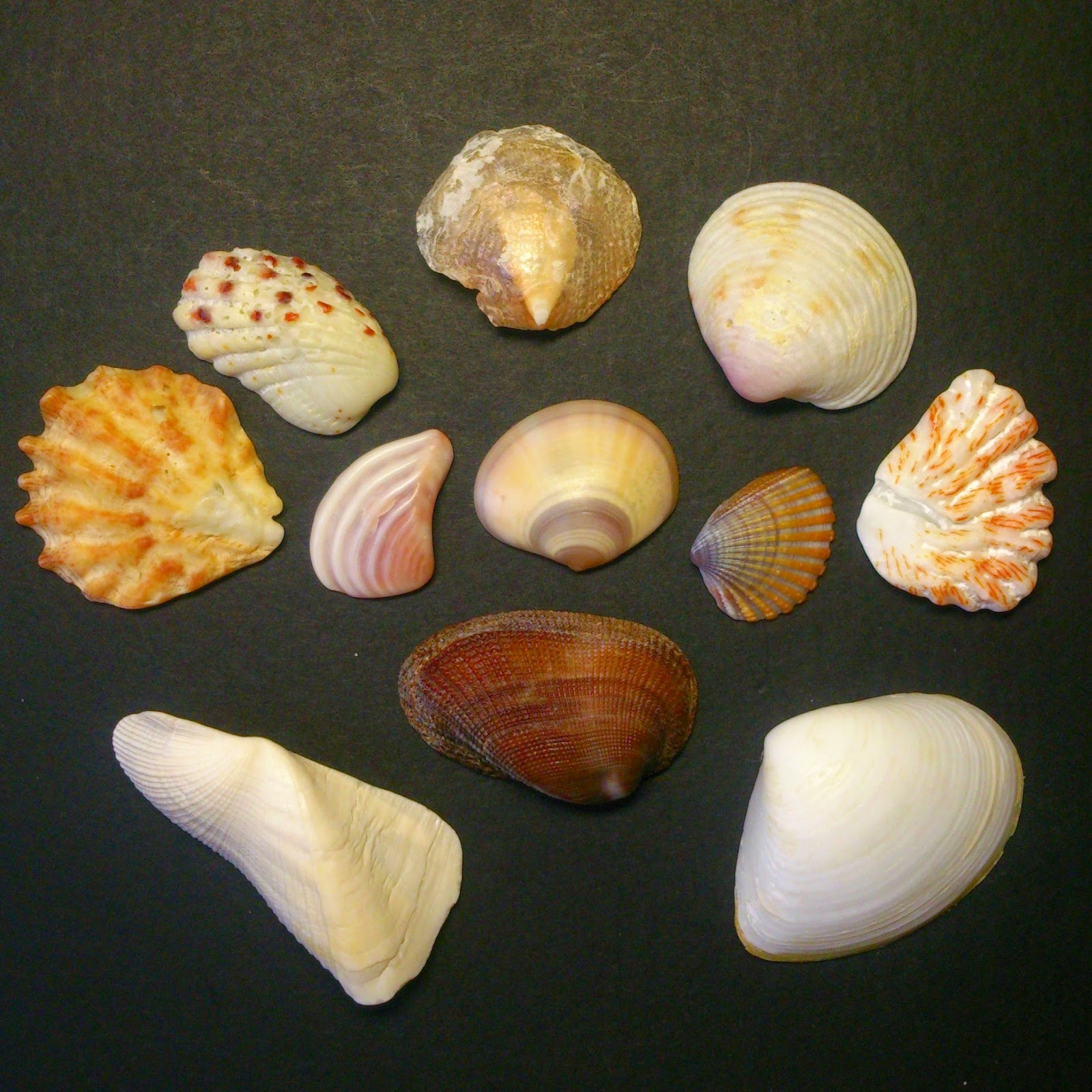 Seashells for Sale: Seashells For Sale