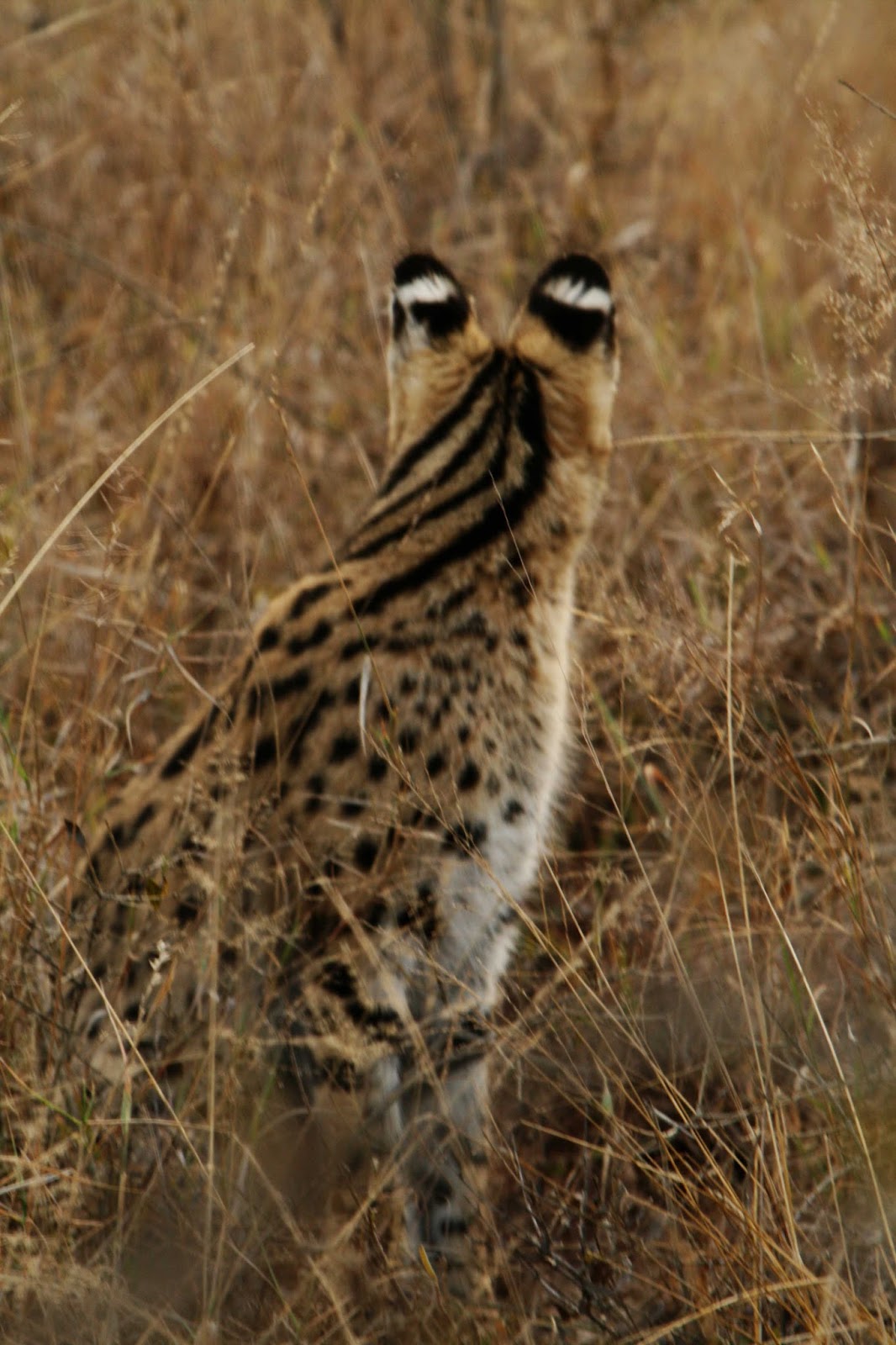 SERVAL CAT photos - wallpapers | the fun bank