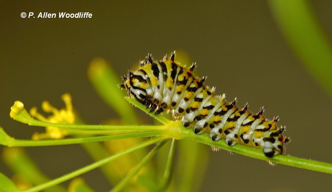 Nature Nuggets: Backyard wildlife......more but different!