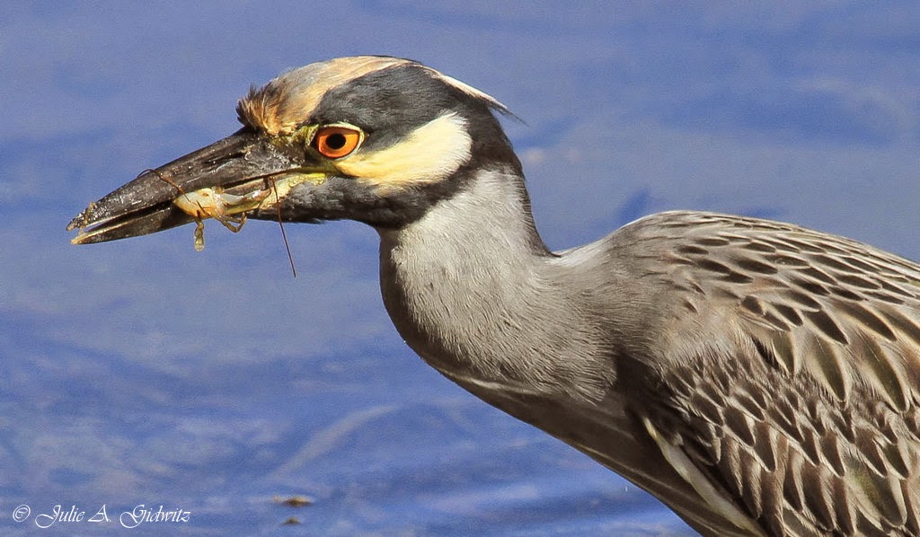 Birding Is Fun!: Birds of the Gulf Coast