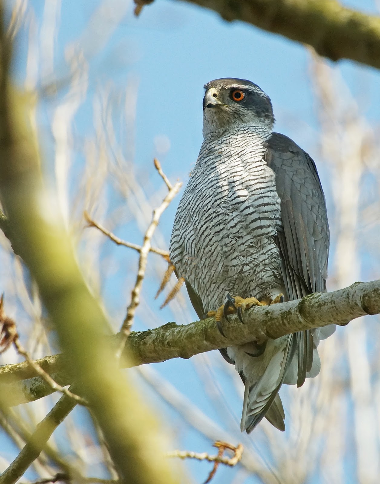 De wereld door mijn lenzen: Jonge Haviken en de Grauwe Klauwier