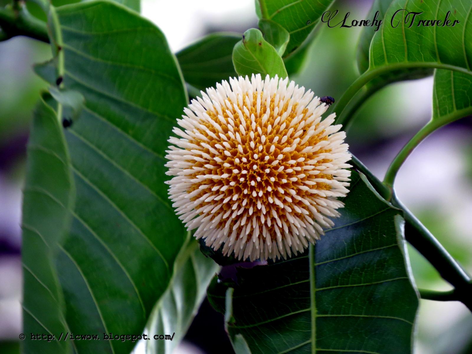 Kadam (কদম ফুল) - Neolamarckia cadamba