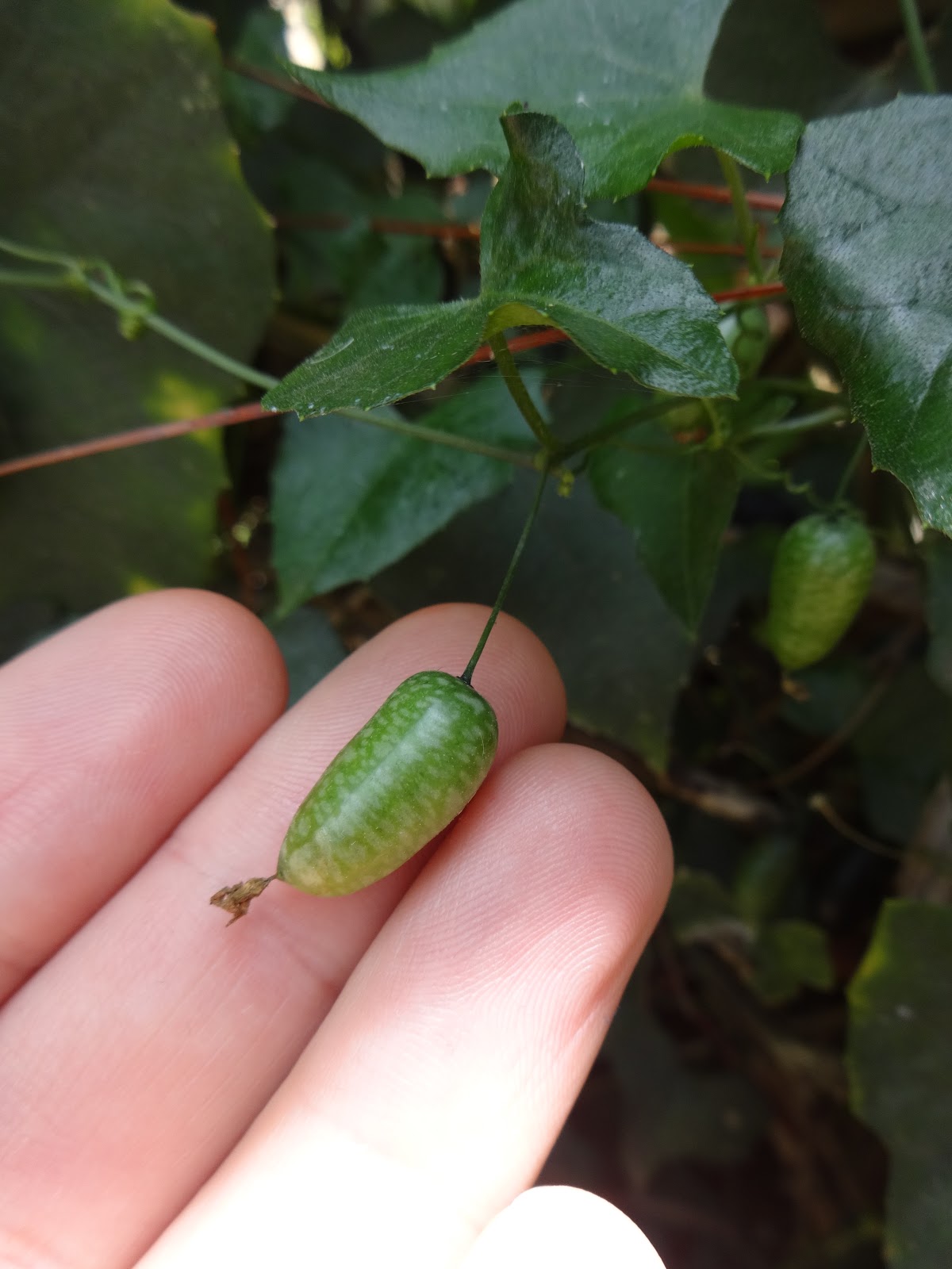 Herbs from Distant Lands: Melothria pendula - Melonette