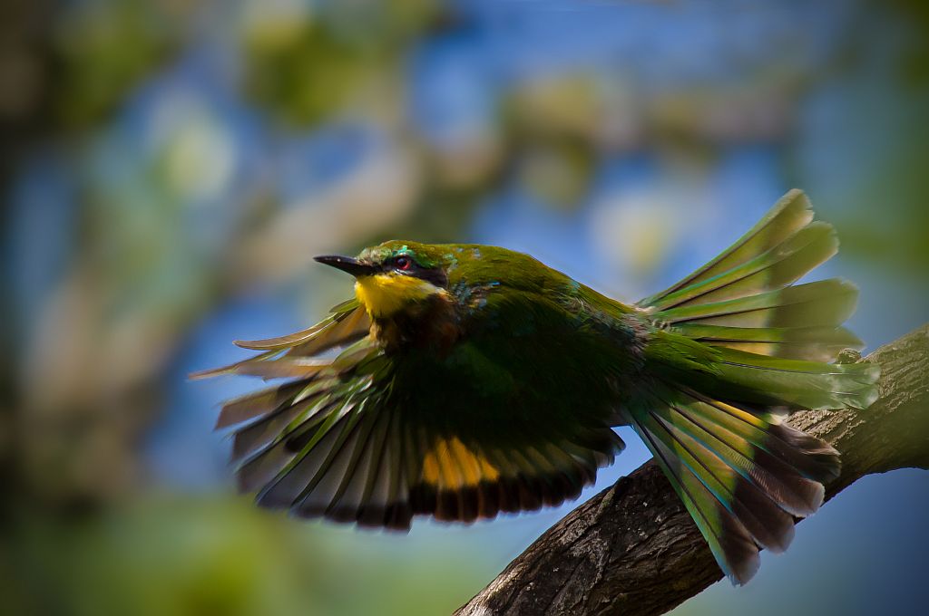 Elsen Karstad's 'Pic-A-Day Kenya': Little Bee-Eater, Mount Kenya