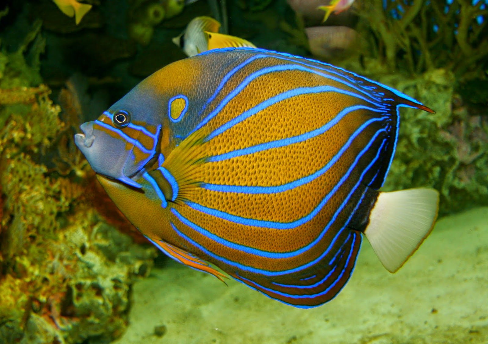 fish share: KUMPULAN PHOTO IKAN HIAS ANGELFISH-7