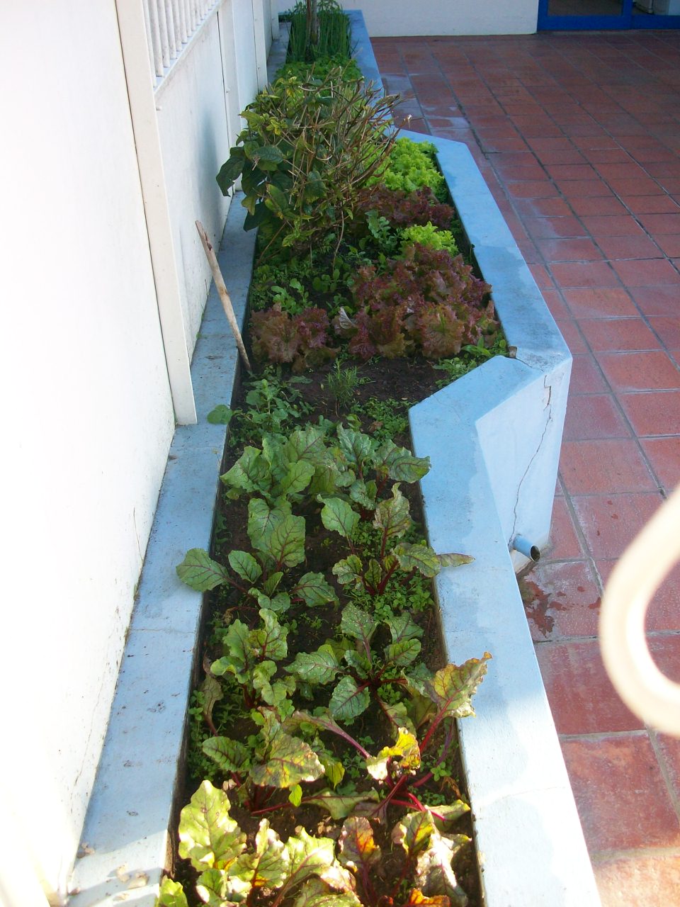 GARDENING TIPS 4 YOU: How To Grow Vegetables In a Small Area