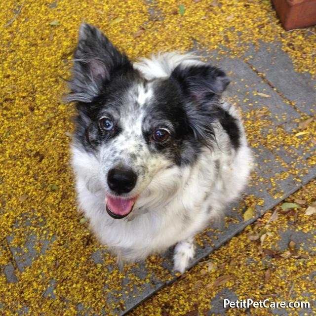 Petit Pet Care :: Pet Sitting and Dog Walking :: New Orleans :: Blog ...