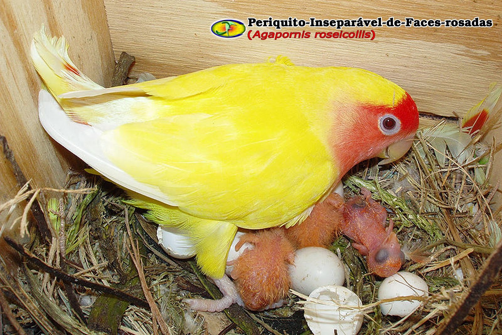 Zoologia: Periquito-Inseparável-de-faces-rosadas (Agapornis roseicollis)