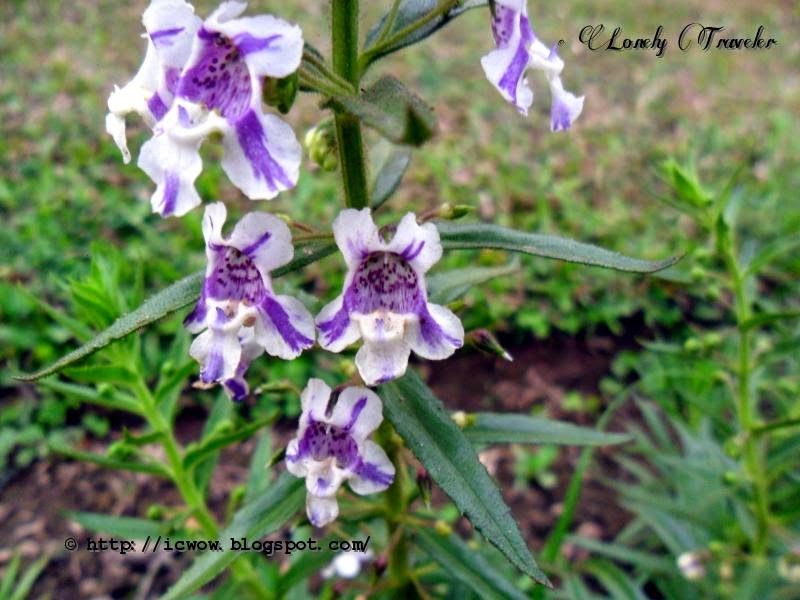 Angel Flower (এঞ্জেল ফুল) - Angelonia angustifolia
