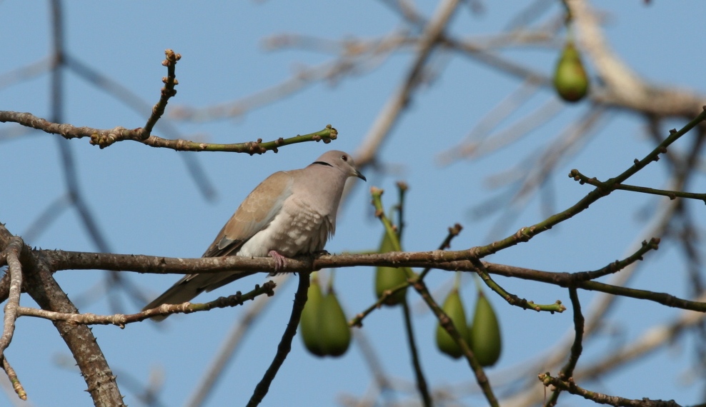 Birds of Barbados: Eurasian Collard Dove