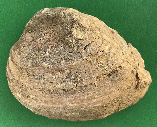 PALEO & GEO TOPICS: Comments by R. L. Squires: Cucullaeid bivalves of ...