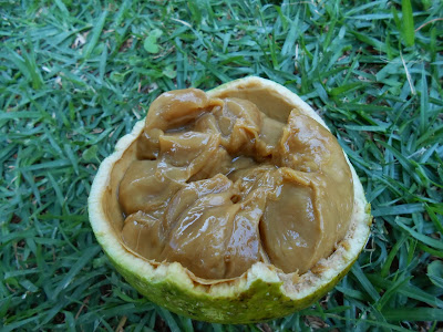 Well, It's Africa...: Matamba: The Monkey Orange