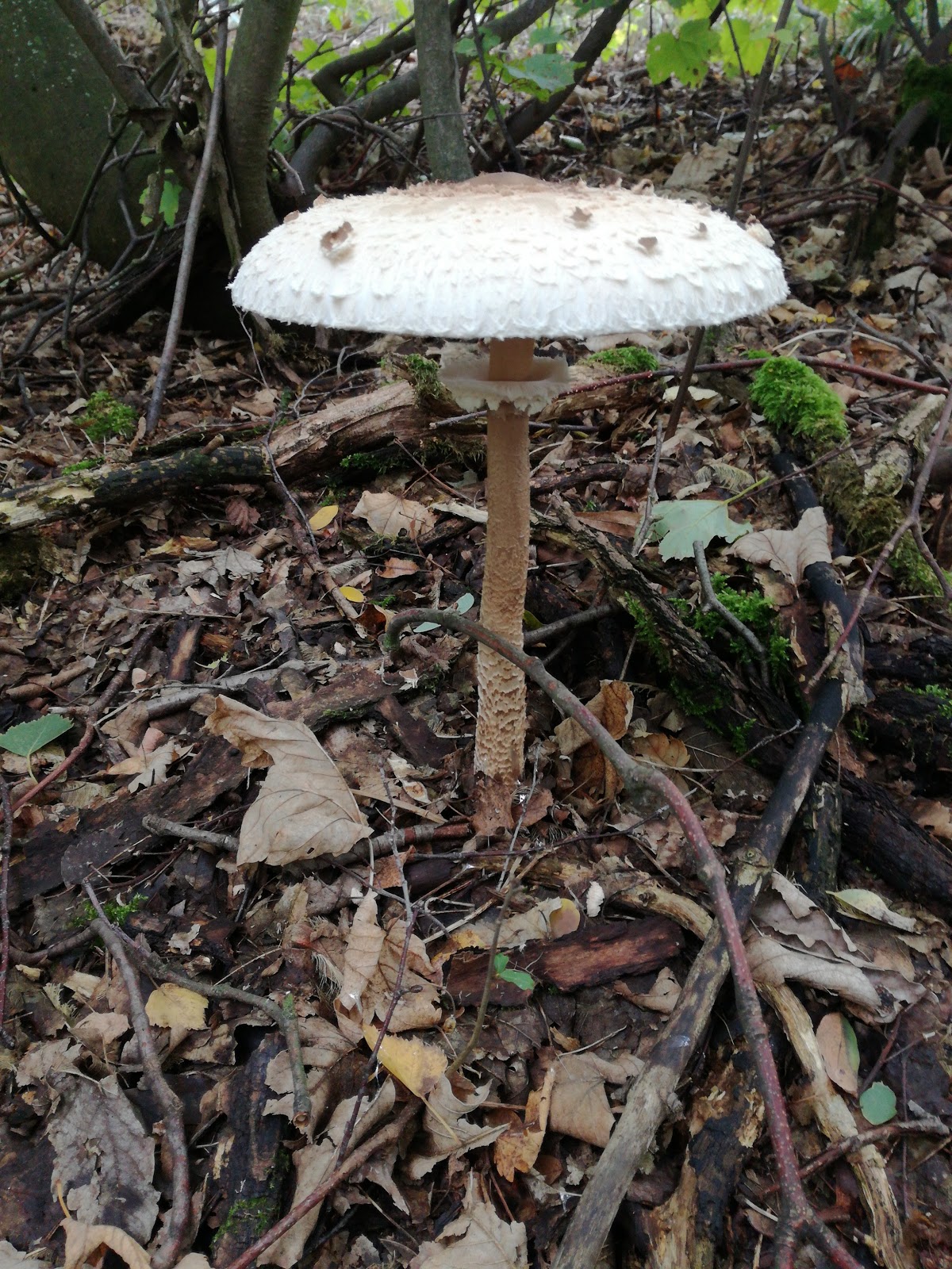 Áca-blog: bedla bedla bedla