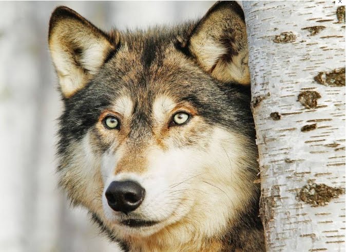 White Wolf : Rebirth of the wolf sees French Greens at each other's throats