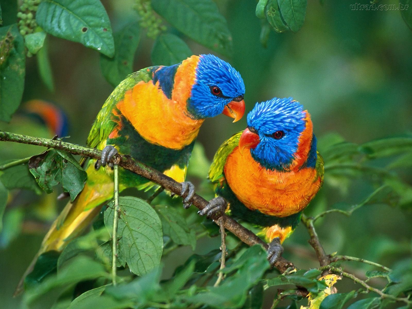 Mentes Imundas e Belas: Animais com cores exóticas