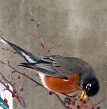 La nature à son meilleur: "Ah! si mon merle voulait chanter"