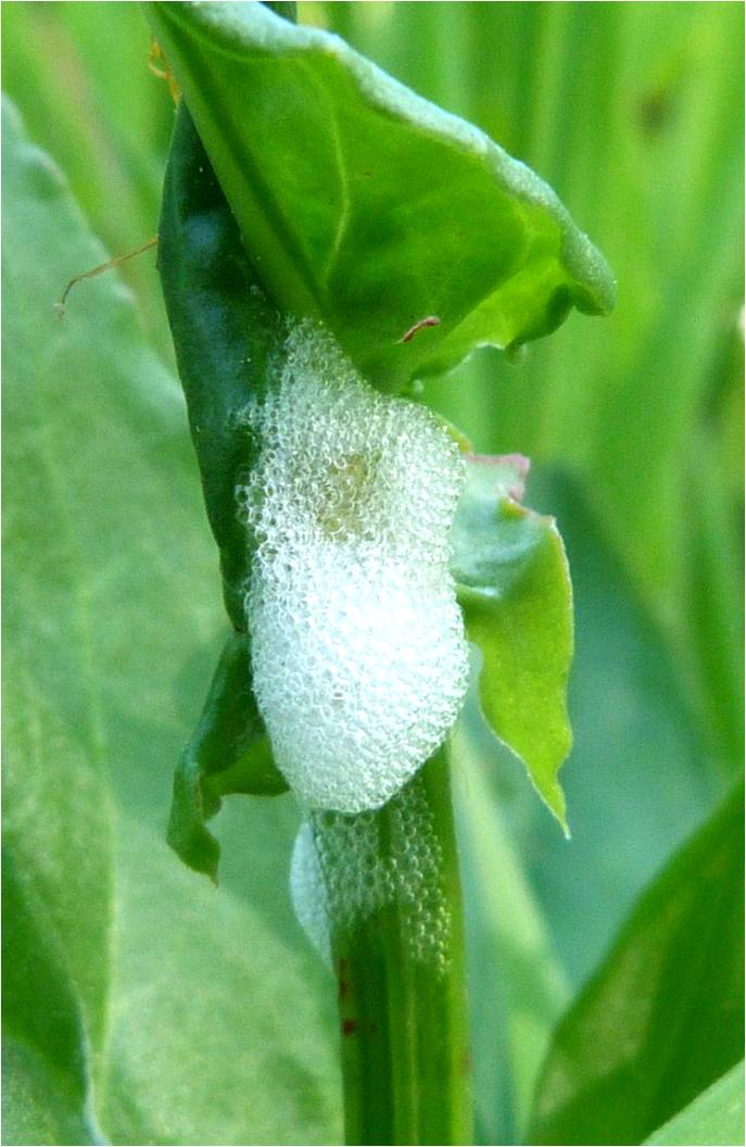 Insects of Scotland: True Bugs