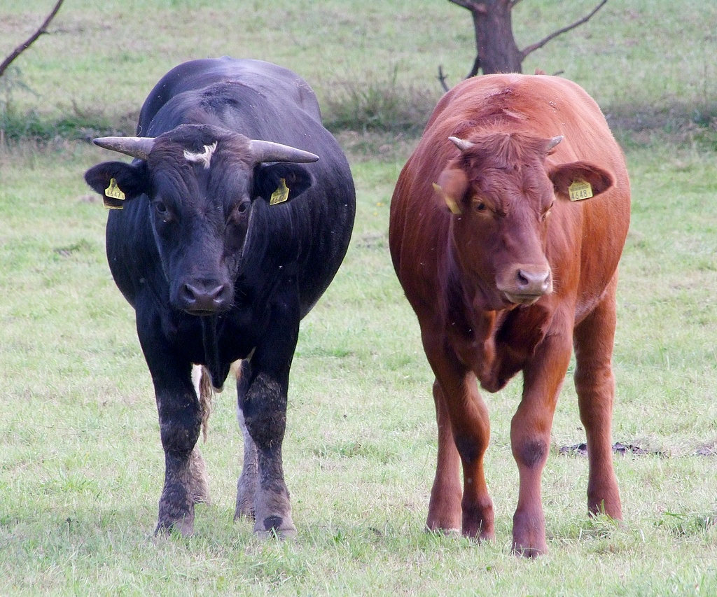 Moje piękne miejsca...: Krowy i byki