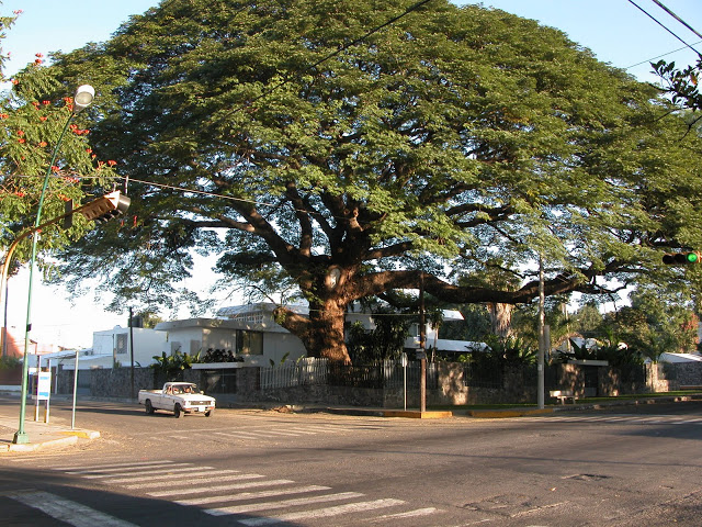 ¡Catzum!: El gran árbol de Parota