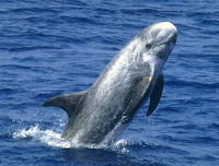 Delfines: Tipos de delfines