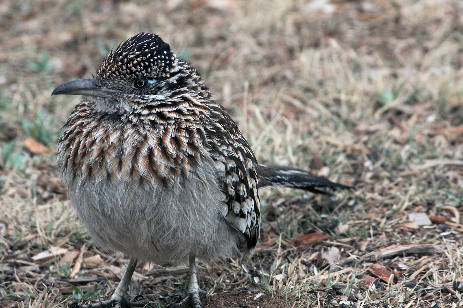 The Kansas Outback: Gerry - Bird Stud
