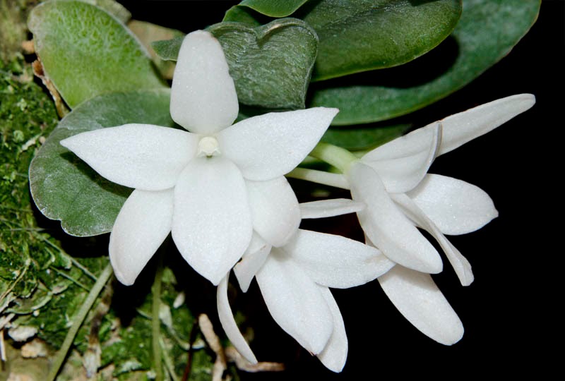 The Wayward Hawaiian: Aerangis fastuosa