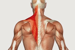 orthINDIA: Trapezitis