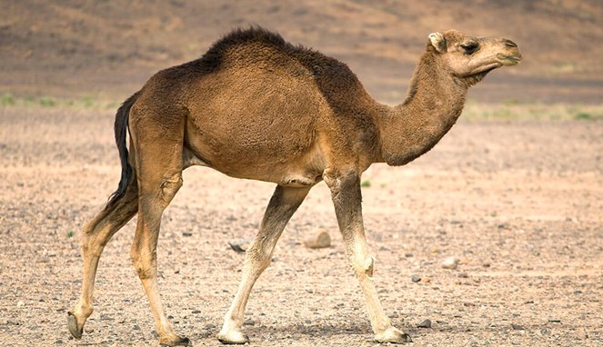 Dua Manfaat Daging Unta Yang Harus Anda Tahu
