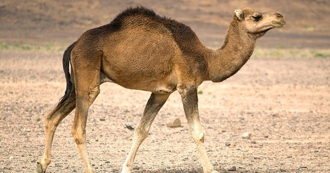 Dua Manfaat Daging Unta Yang Harus Anda Tahu