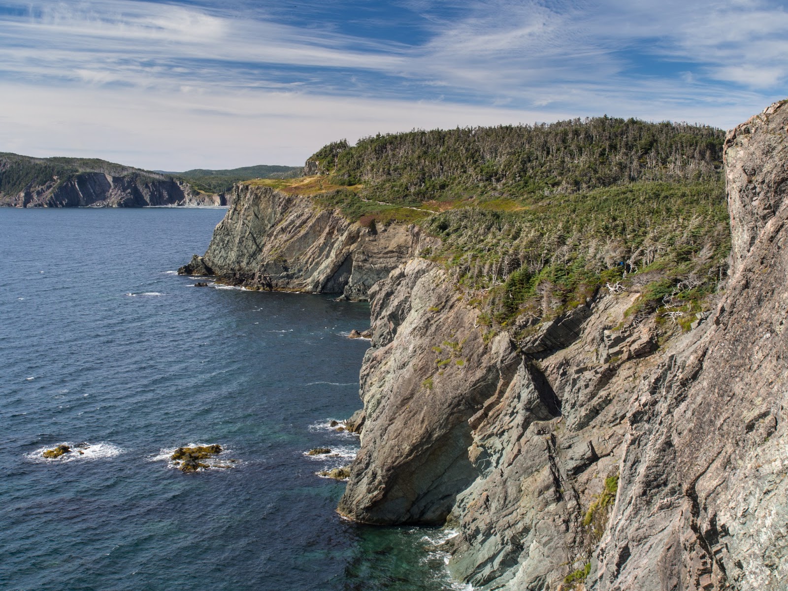 Dances with Angiosperms: October in Newfoundland