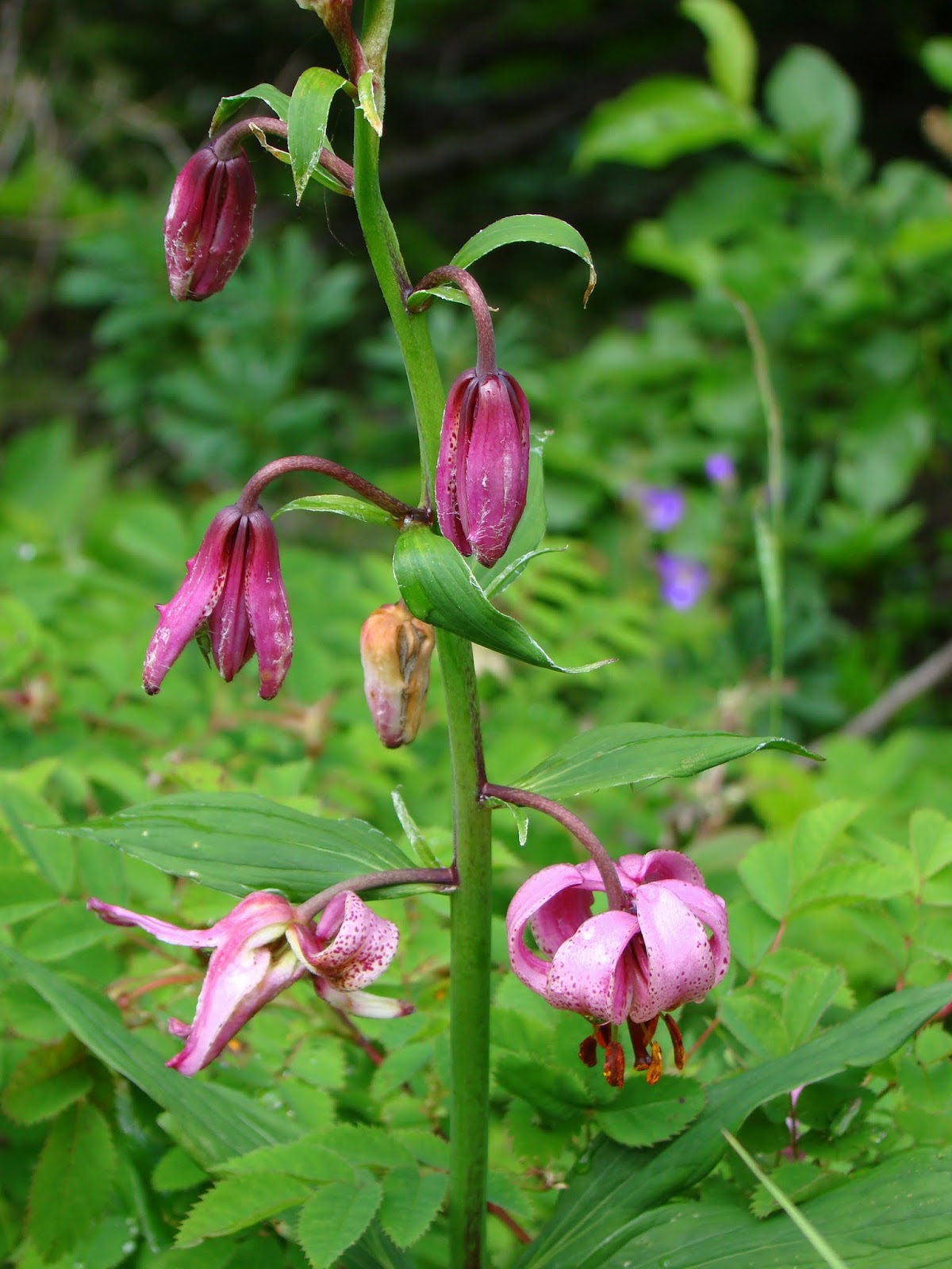 Frumusetile naturii: Crinul de padure (Lilium martagon)