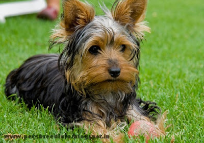 Australian Yorkshire Terrier Dog HD Wallpapers Free Download | All ...