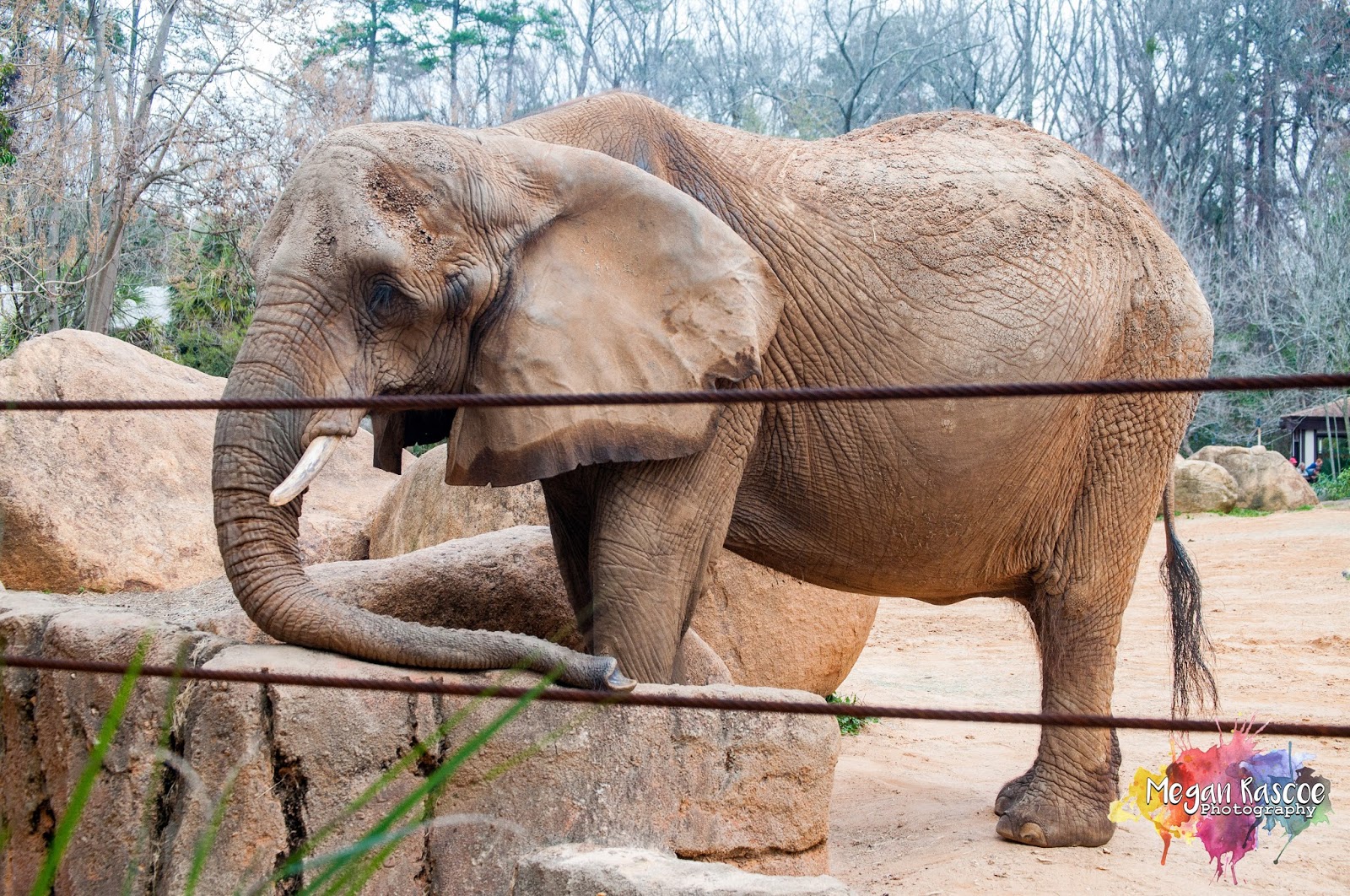 can I decide another day?: Riverbank Zoo (Photos)