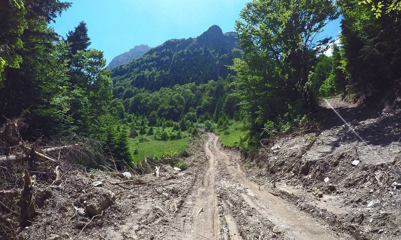 Поранешниот директор на ЈП “Македонски шуми“ од Тетово со кривична пријава Македонски Шуми