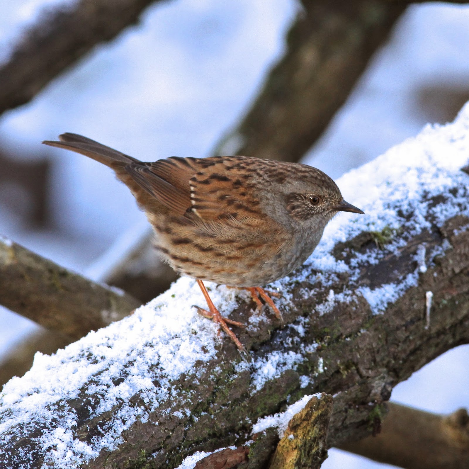 TrogTrogBlog: Bird of the week - Dunnock