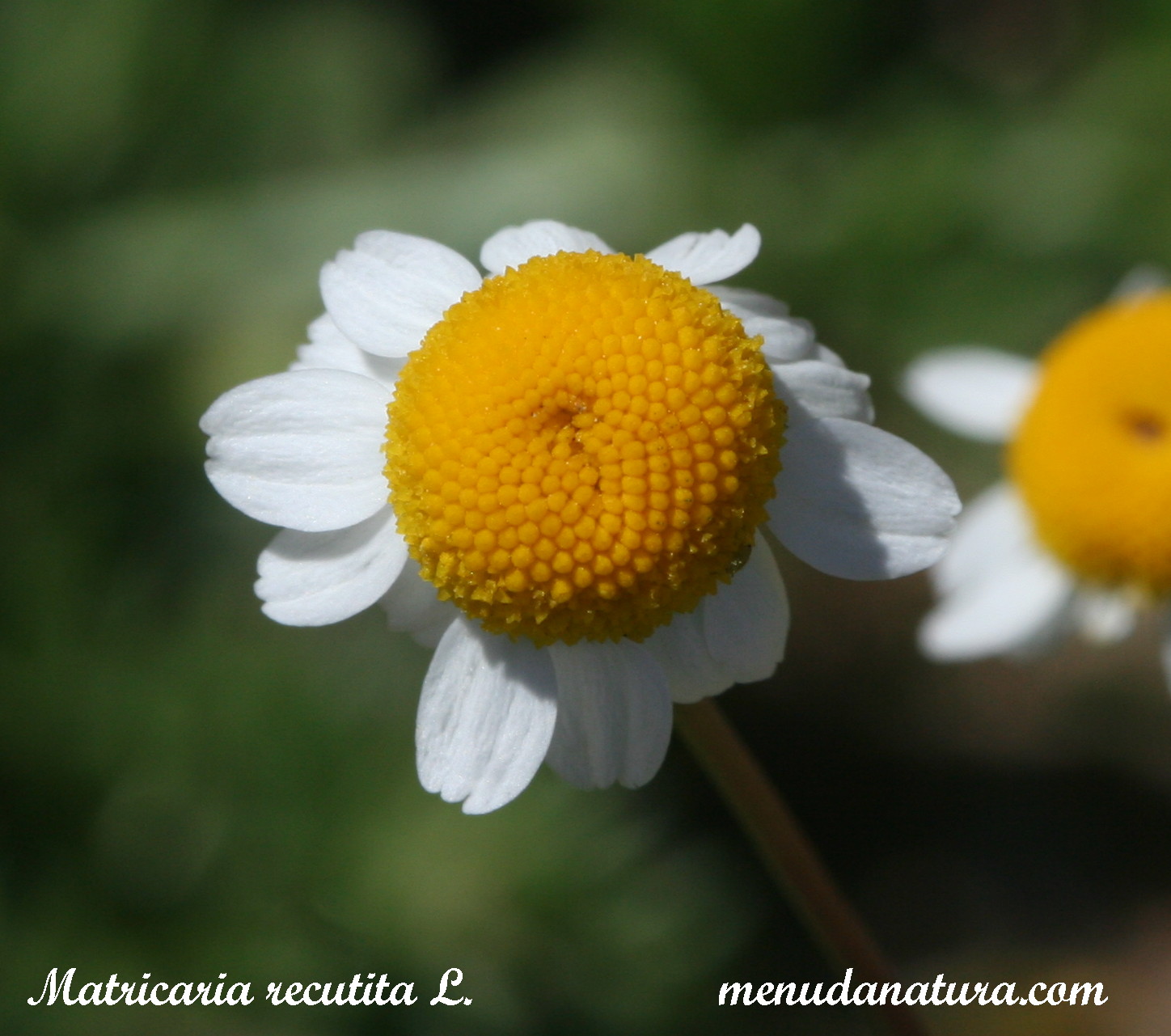 Menuda Natura: Matricaria recutita L.