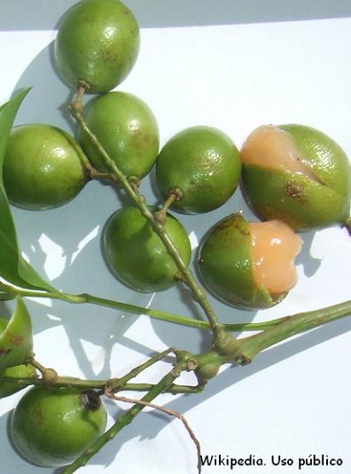 Ningún lugar está lejos... en RD: Por qué hay pocos limoncillos en las ...