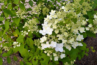 Home Garden + Design: Hydrangeas: The Embroidered Globes